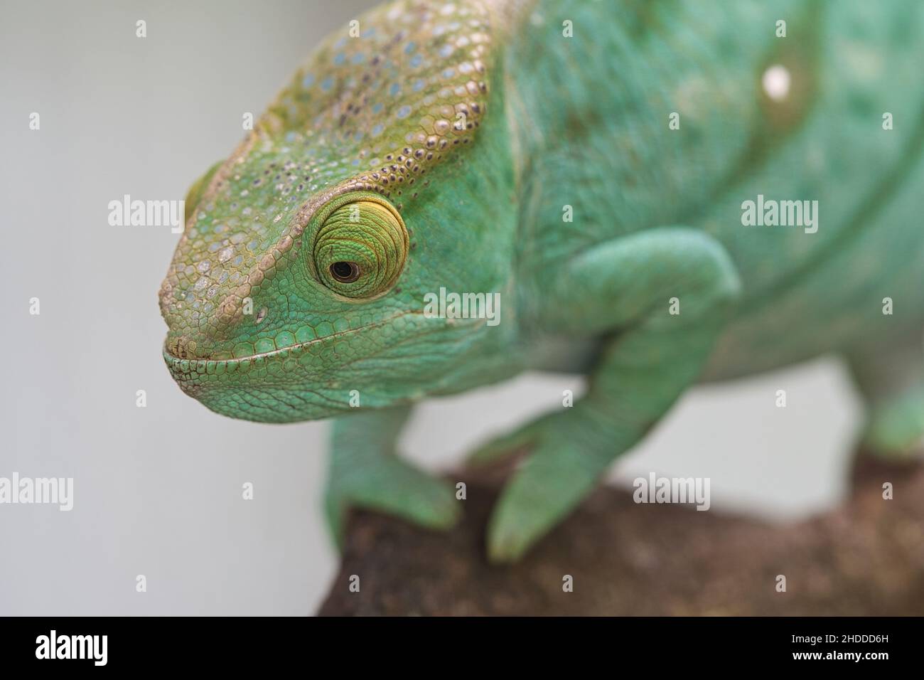 Beautiful chameleon hi-res stock photography and images - Alamy