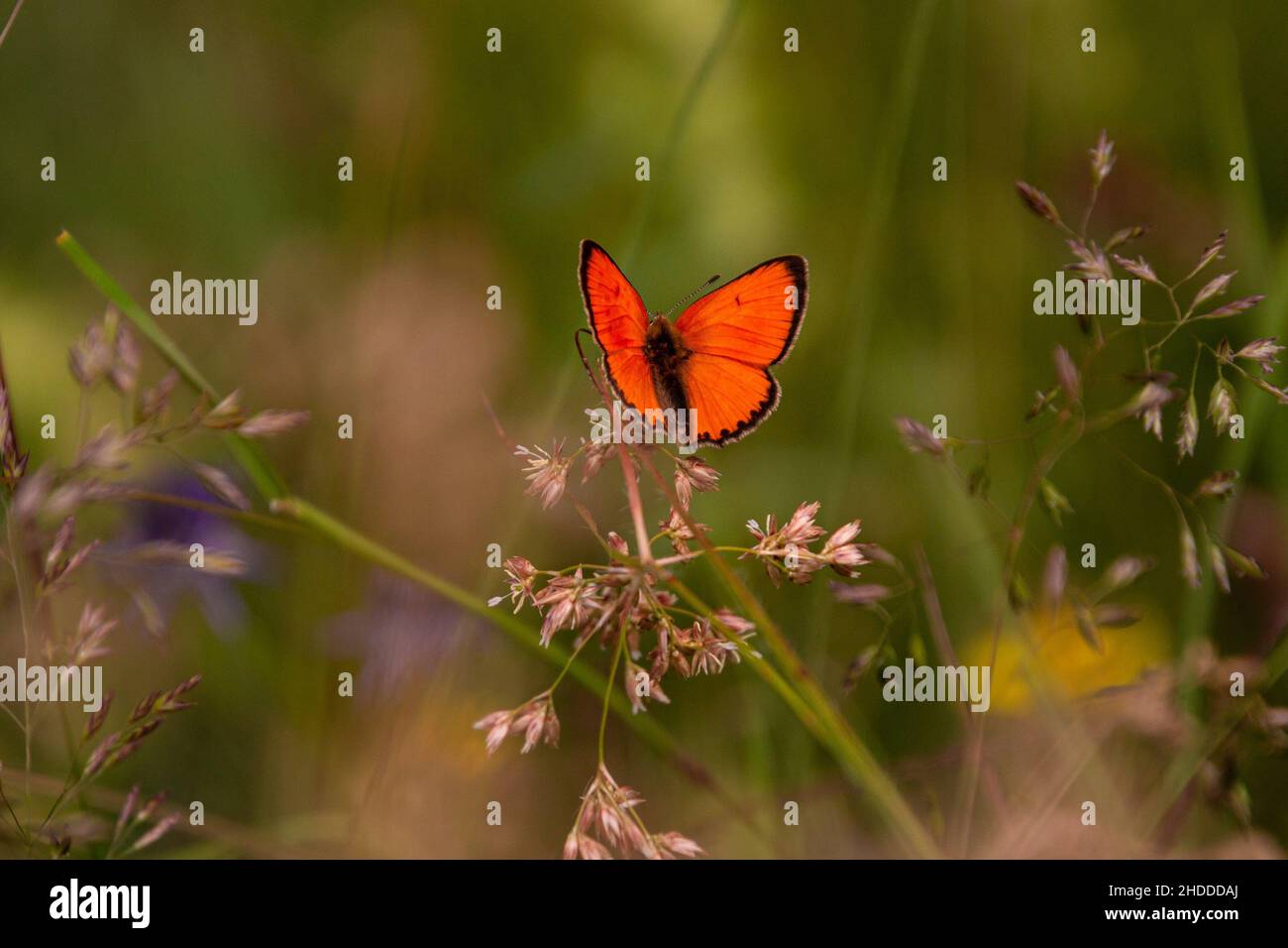 Large species of butterfly hi-res stock photography and images - Alamy
