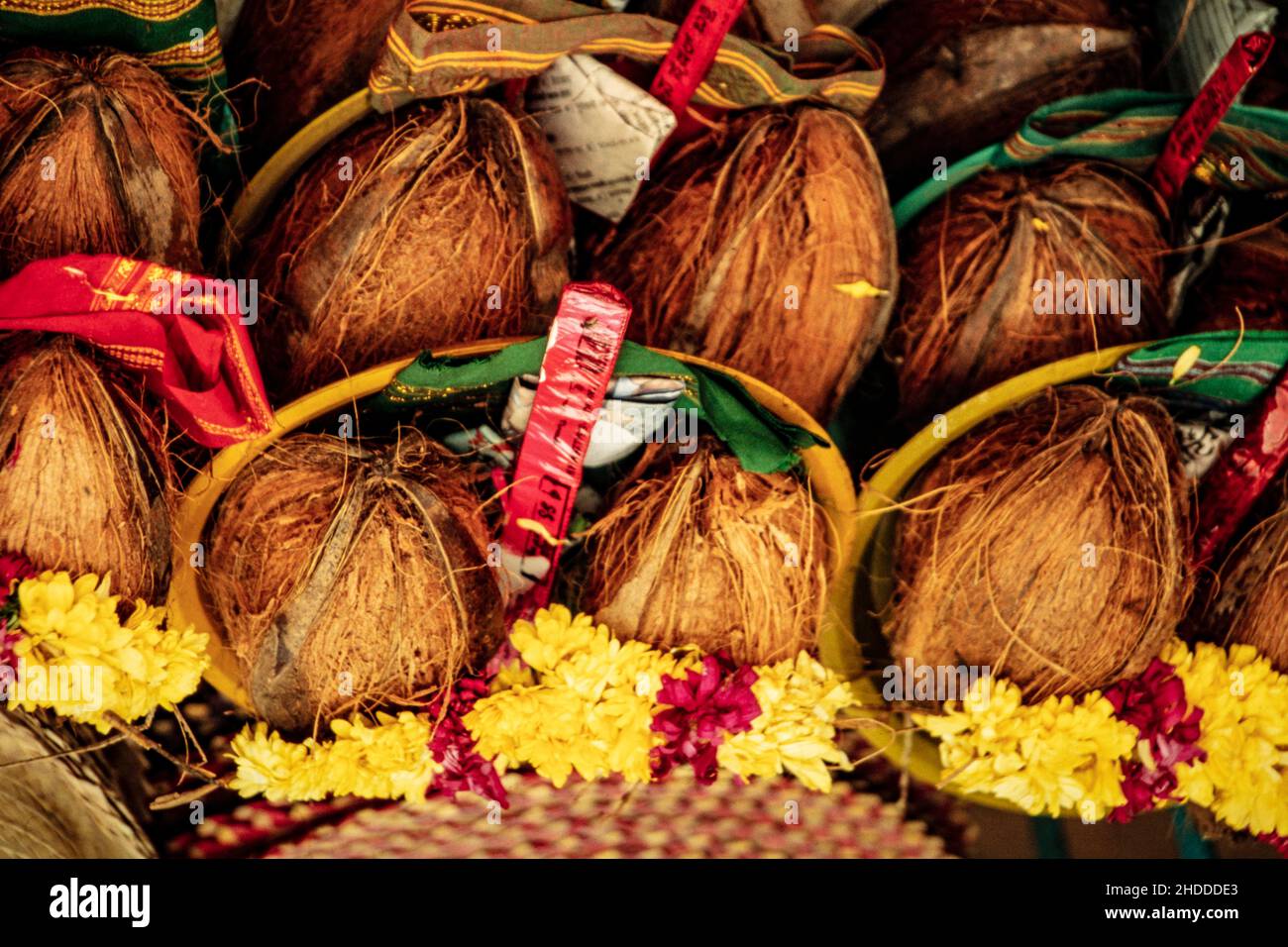 Cocos nucifera coir hi-res stock photography and images - Alamy