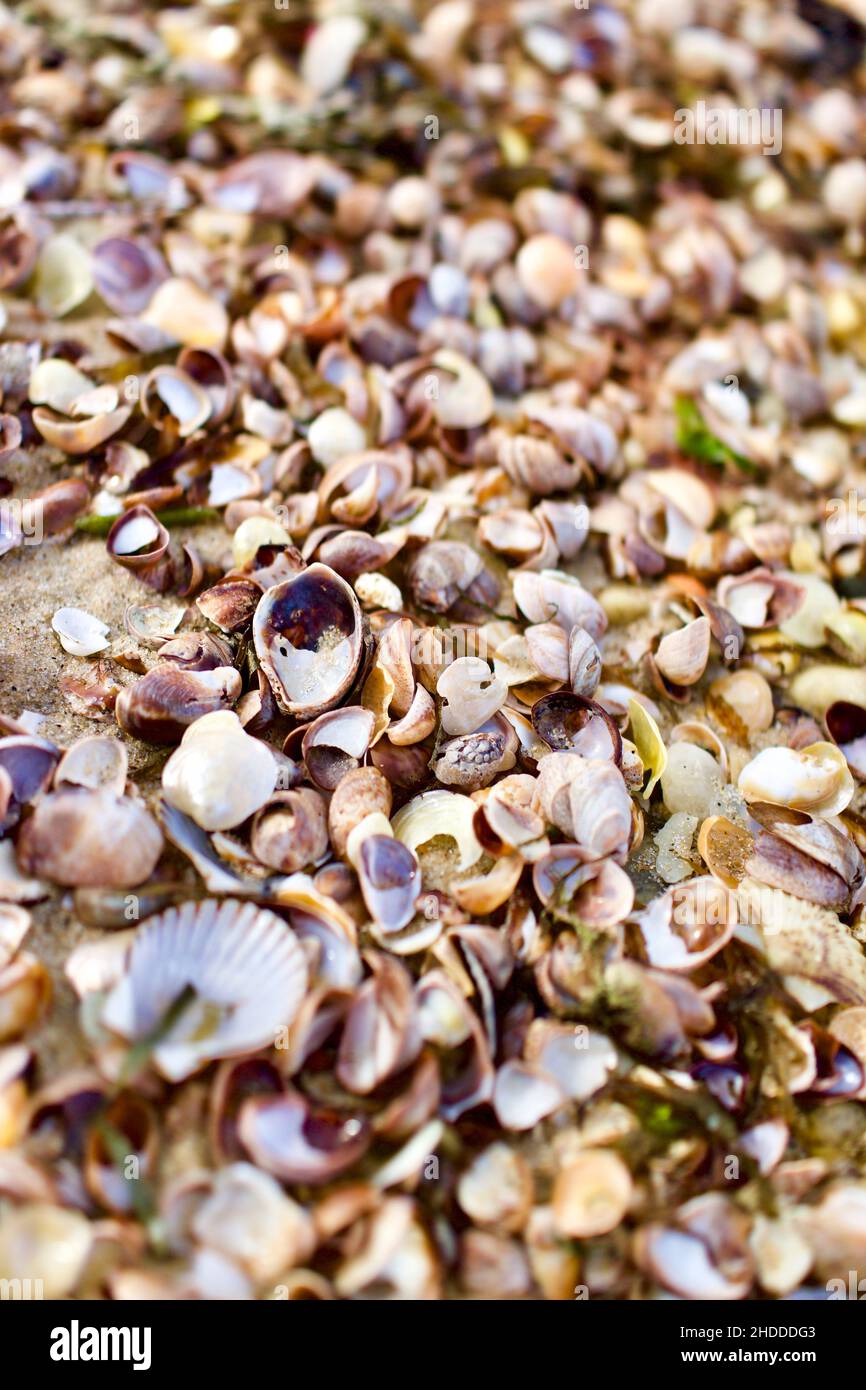 Small sea shells create a textured pattern, perfect for background ...