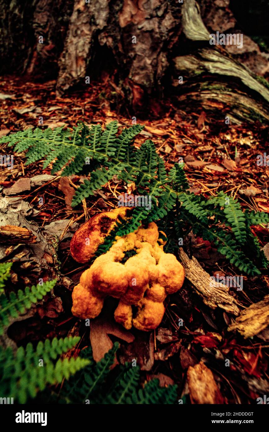 Close-up natural environmental portrait of fungi as symbols of life ...