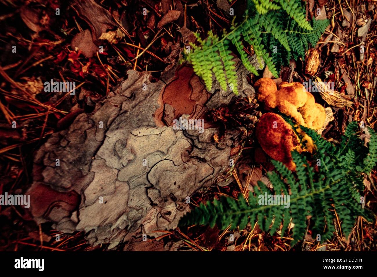 Close-up natural environmental portrait of fungi as symbols of life, death, decomposition and ...