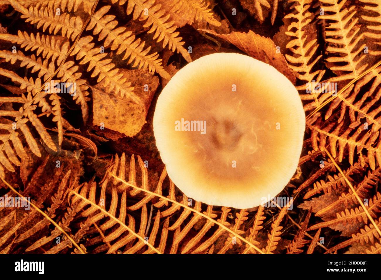 Close-up natural environmental portrait of fungi as symbols of life ...