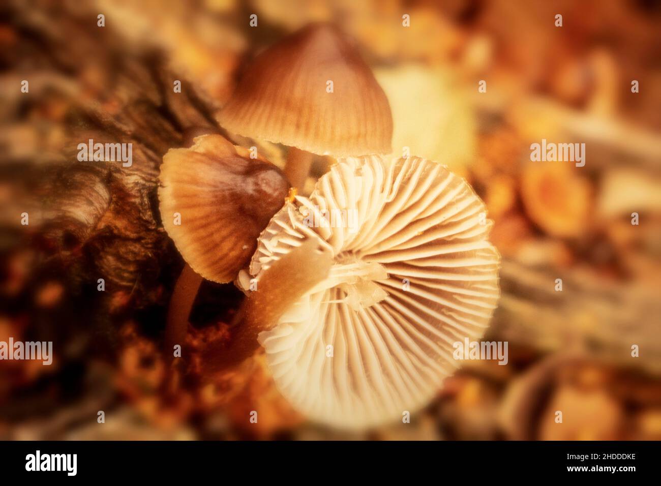Close-up natural environmental portrait of fungi as symbols of life, death, decomposition and ...