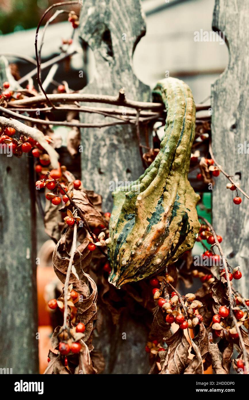 Decorative gourd hanging on fence with red berry vine in fall ...