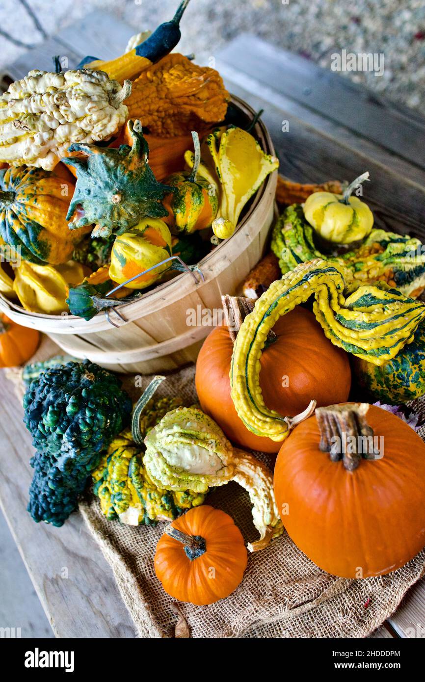Decorative gourds in fall arrangement at farm stand in New Jersey, USA ...