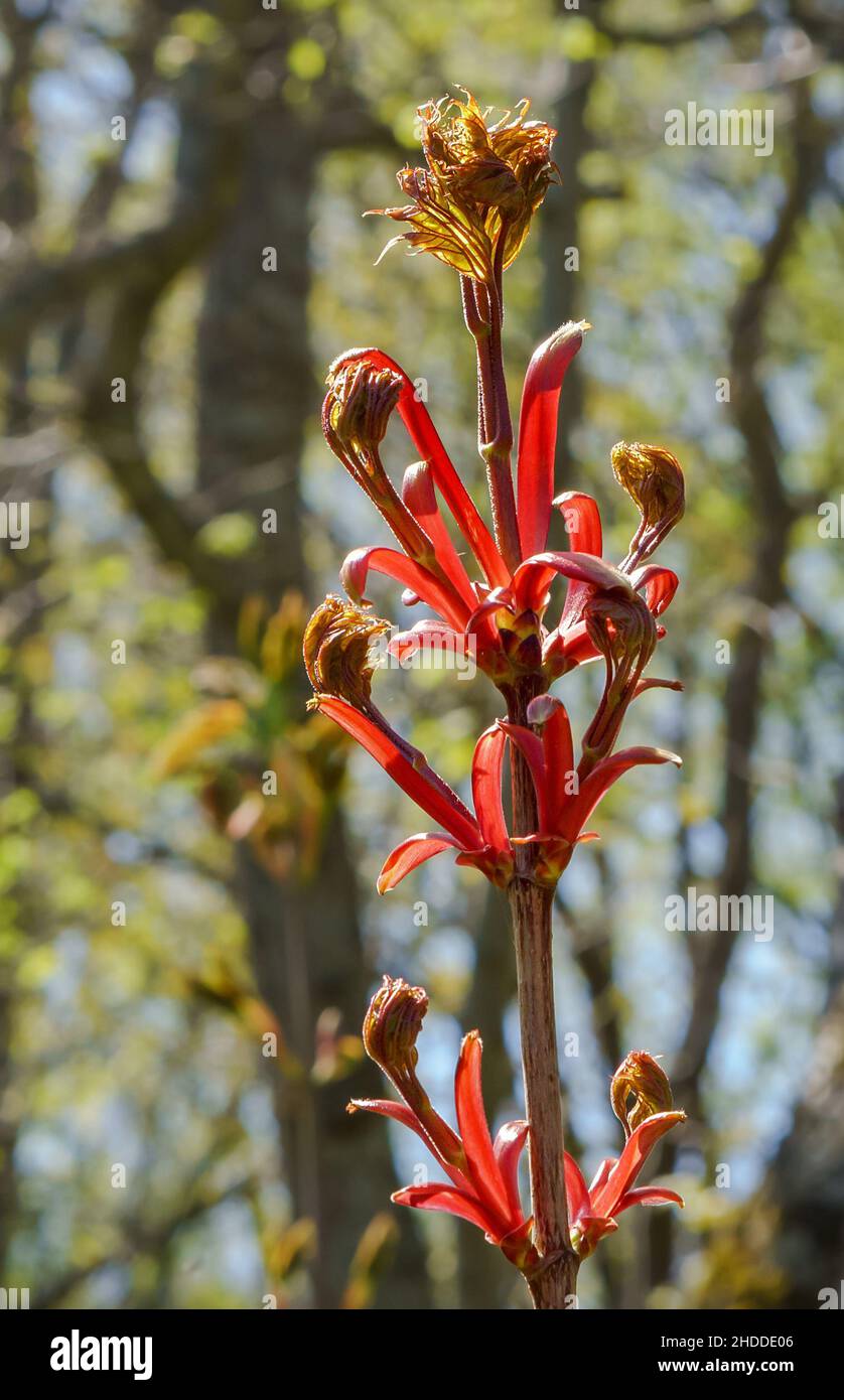 Spring landscape. Young leaves on the tree. A blossoming branch ...