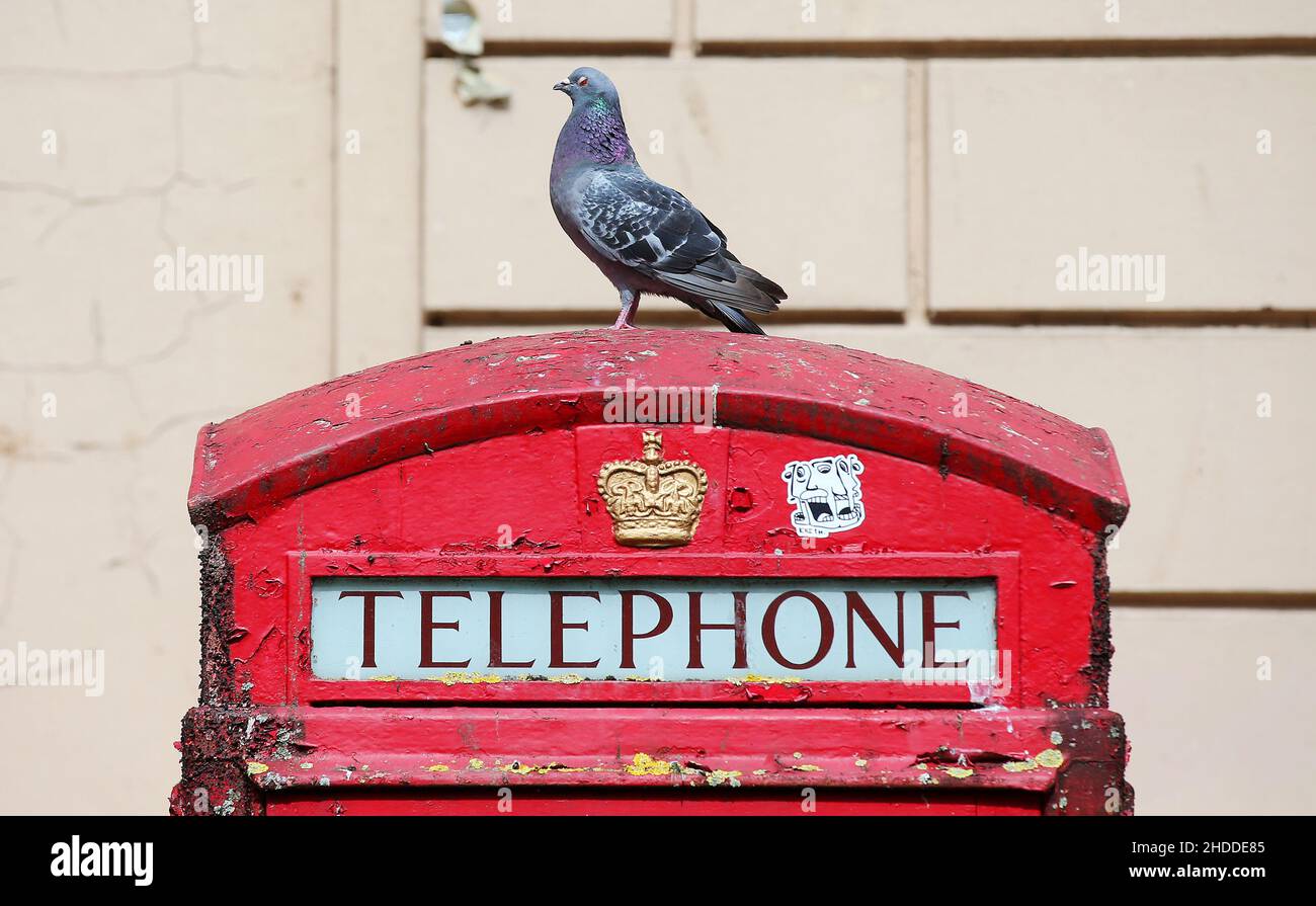 Pigeons on an old Red Telephone Box in Belfast City Centre. This ...