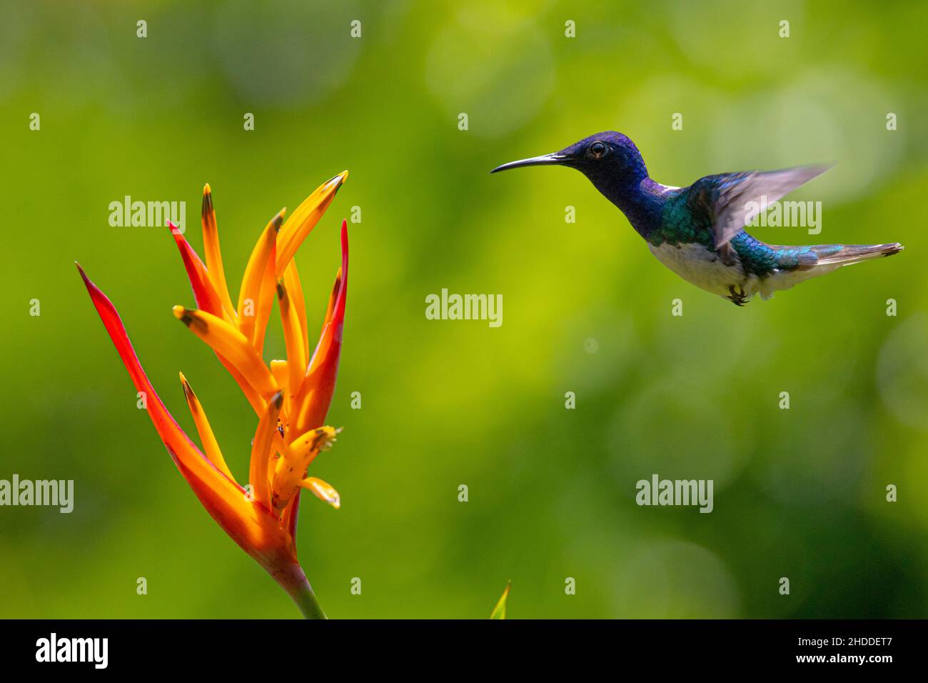 White-necked jacobin hummingbird; Florisuga mellivora; Sarapiqui; Costa ...