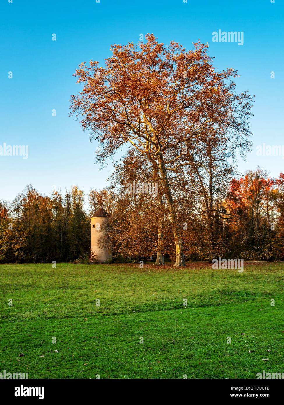 Bright autumn colors in the Vosges mountains. Alsace. The multicolored ...