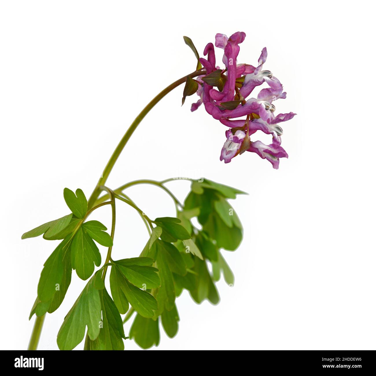 Spur plant Cut Out Stock Images & Pictures - Alamy