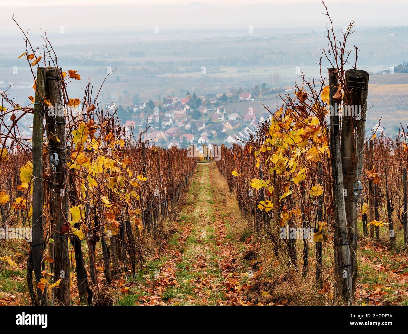 Orange red rust colored vineyards in Alsace. Autumn landscape after ...