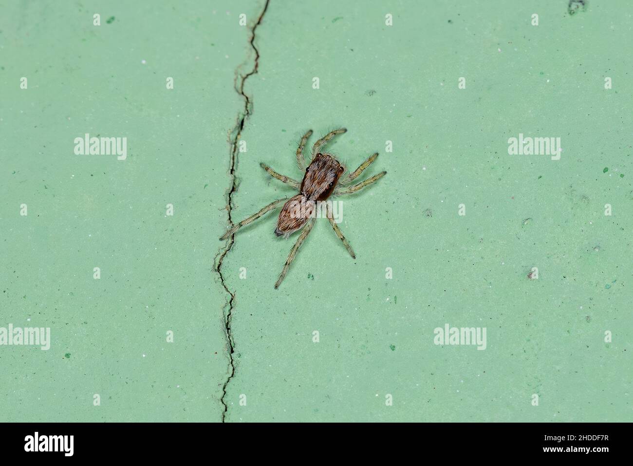 Small Gray Wall Jumping Spider of the species Menemerus bivittatus ...