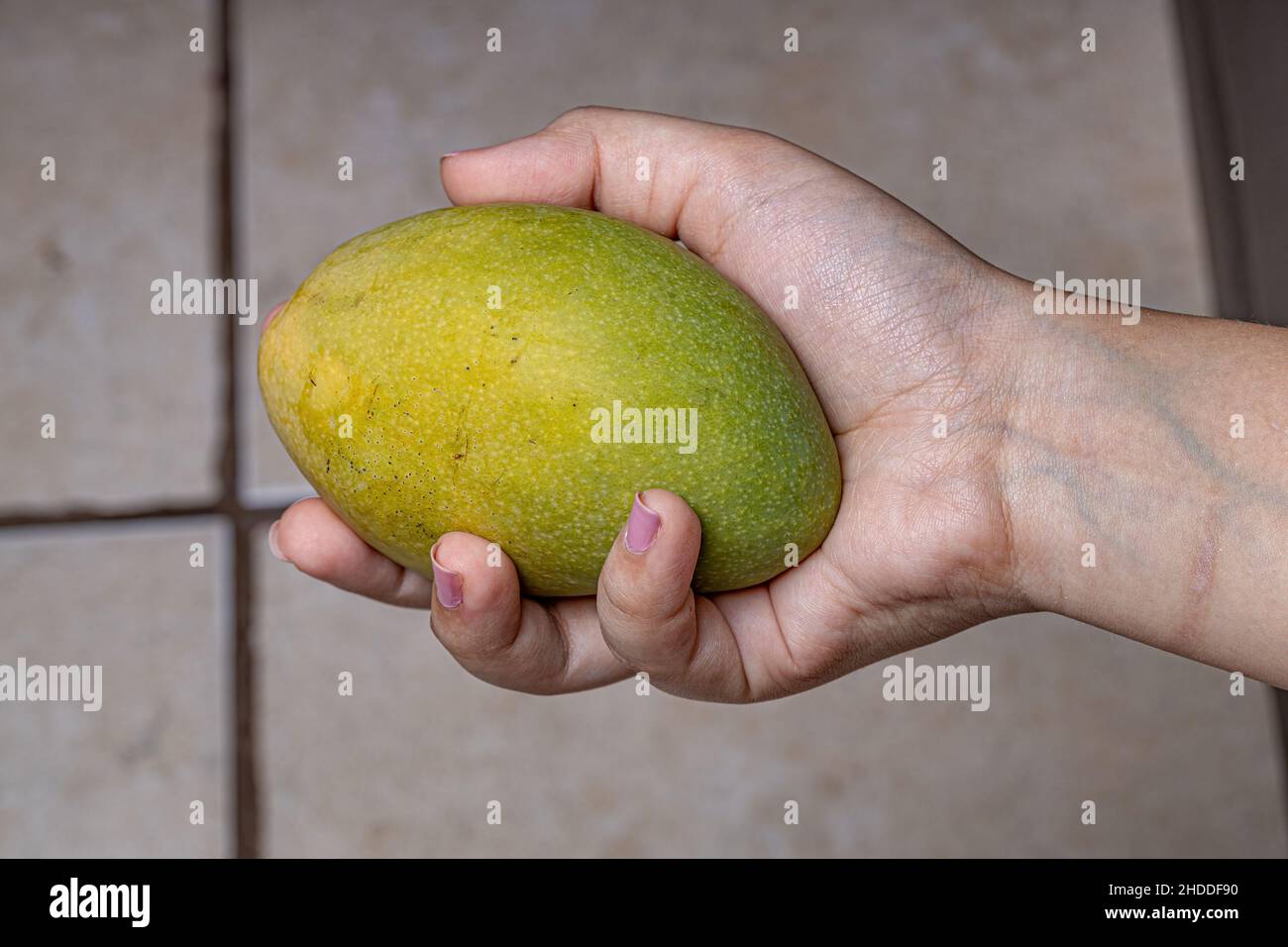 hand of a person holding a green mango fruit Stock Photo - Alamy