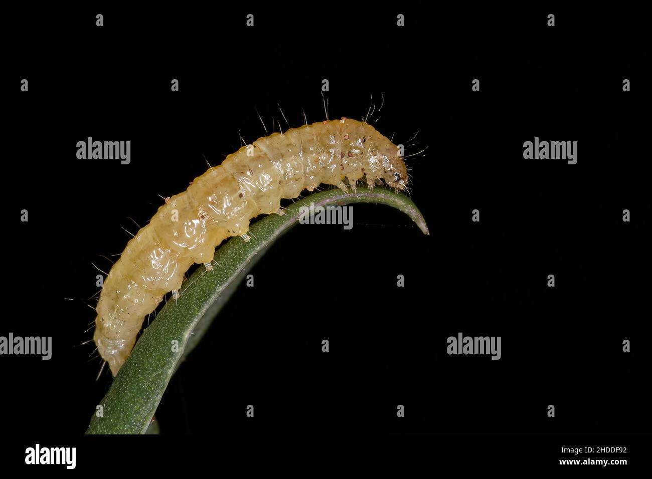 small moth larva of the Order Lepidoptera Stock Photo - Alamy