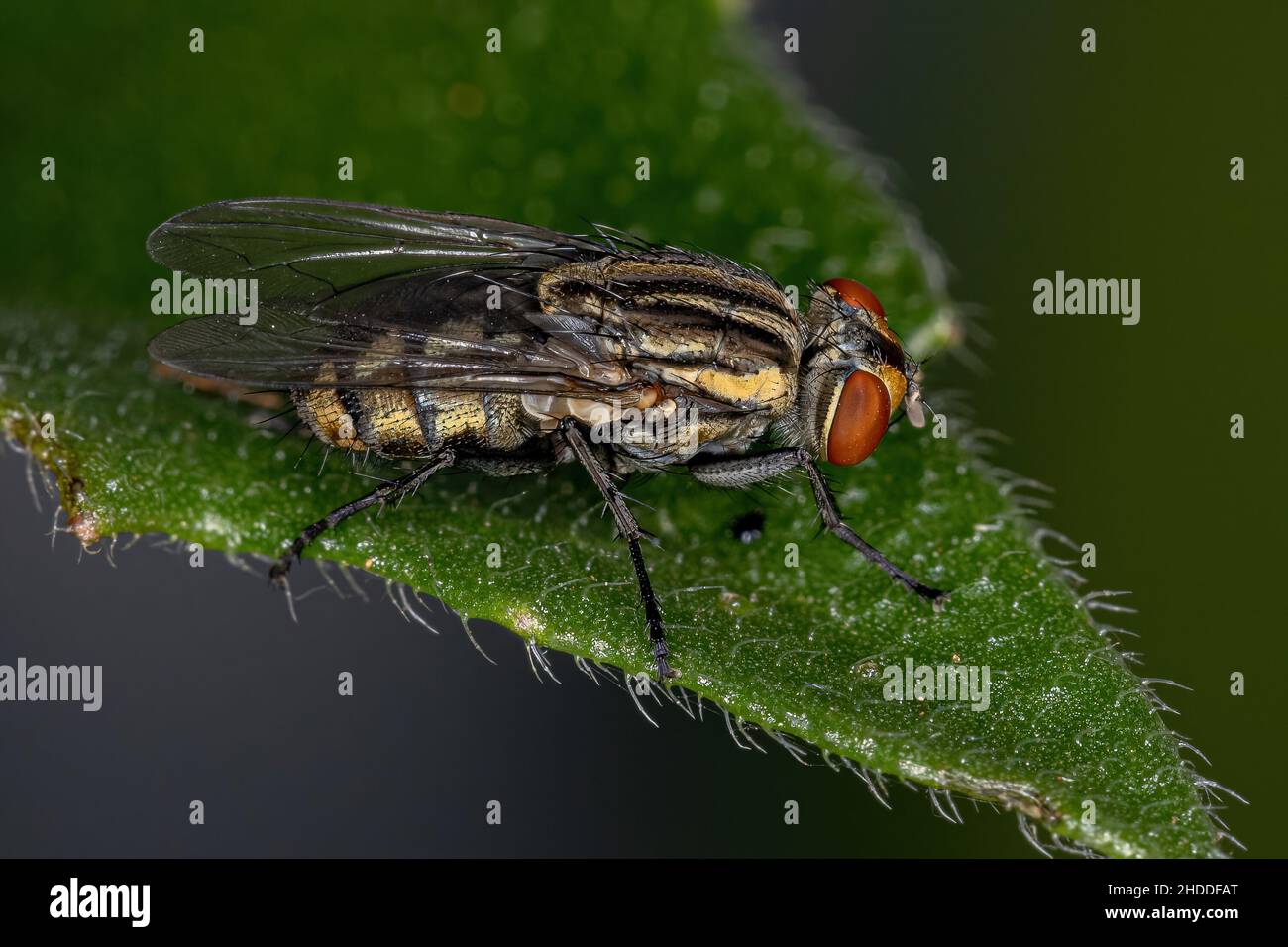 Adult Flesh Fly of the Family Sarcophagidae Stock Photo - Alamy