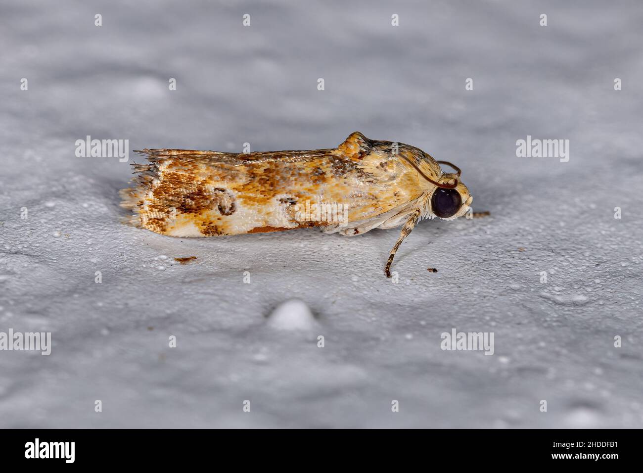 Adult Moth Insect of the order lepidoptera Stock Photo - Alamy