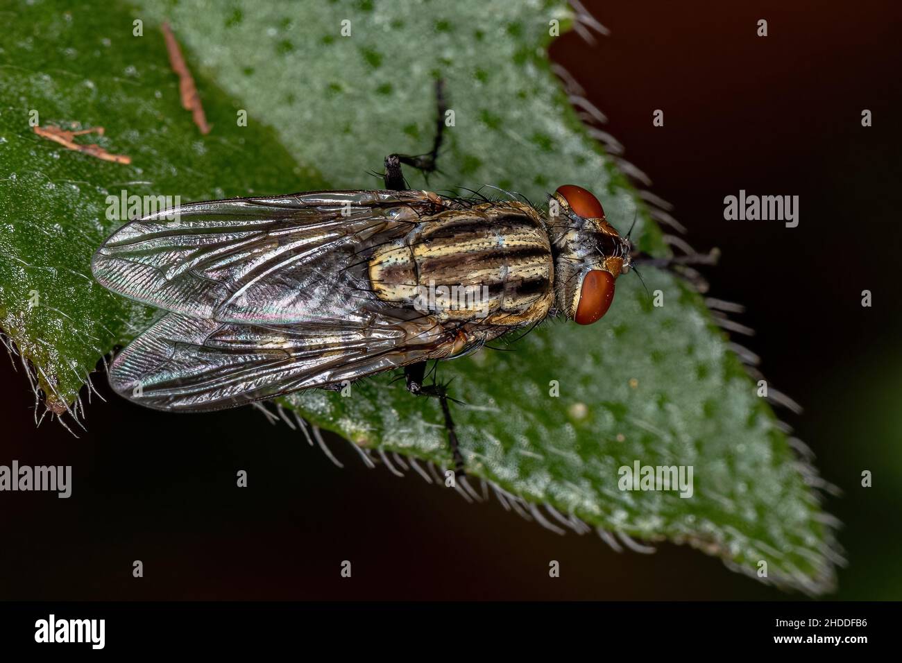 Adult Flesh Fly of the Family Sarcophagidae Stock Photo - Alamy