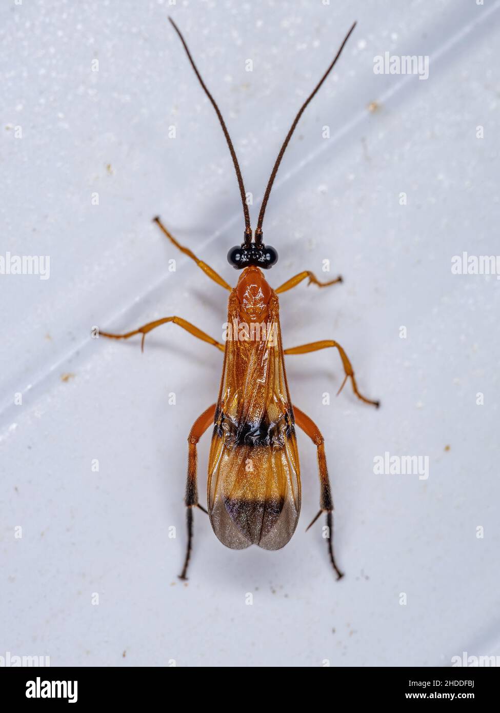 Adult Ichneumonid Wasp of the Superfamily Ichneumonoidea Stock Photo ...