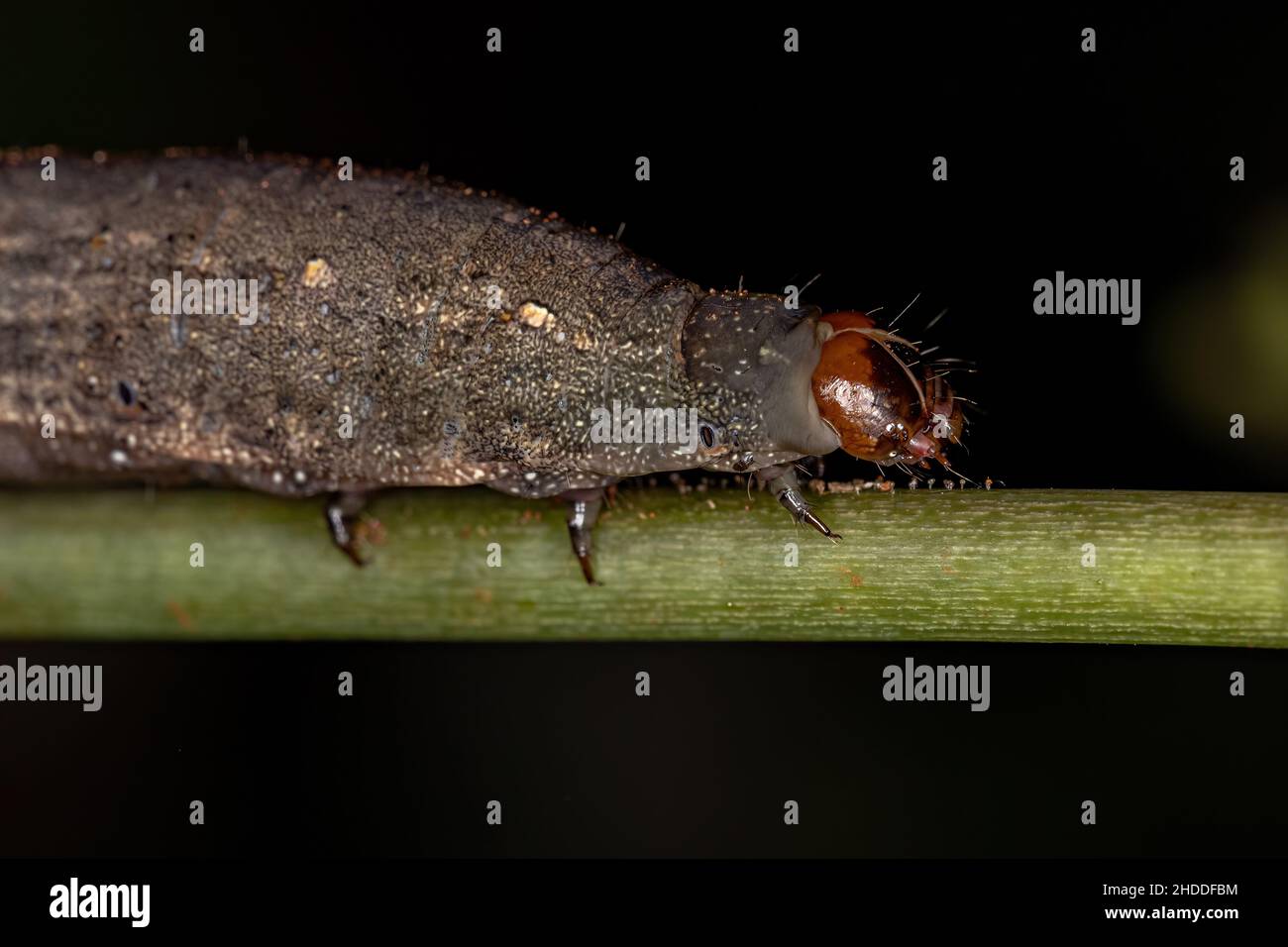 small moth larva of the Order Lepidoptera Stock Photo - Alamy