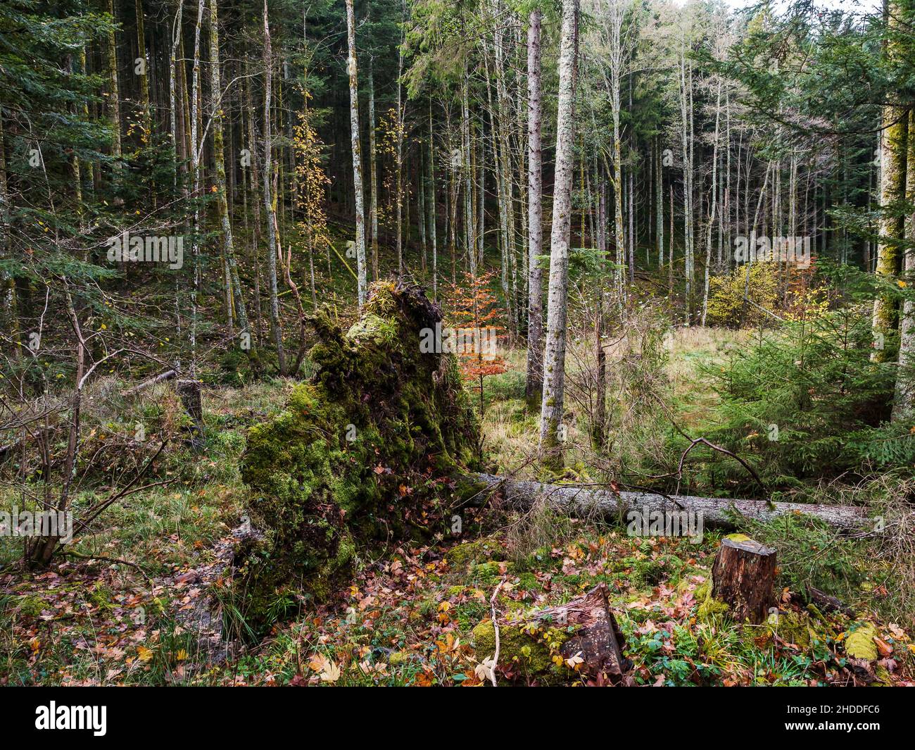 Bright autumn colors in the Vosges mountains. Alsace. The multicolored ...