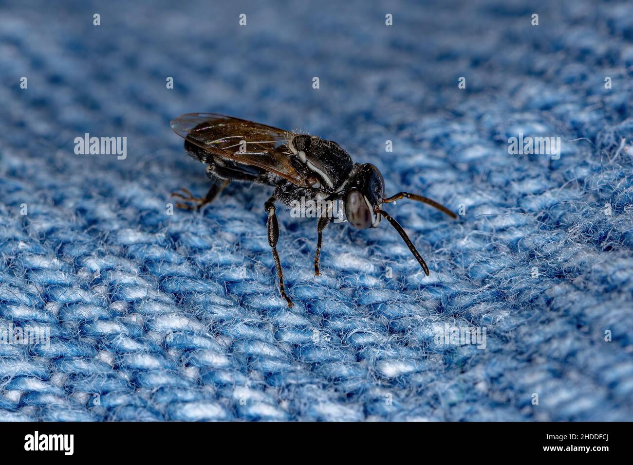 Adult Stingless Bee of the Genus Plebeia Stock Photo - Alamy