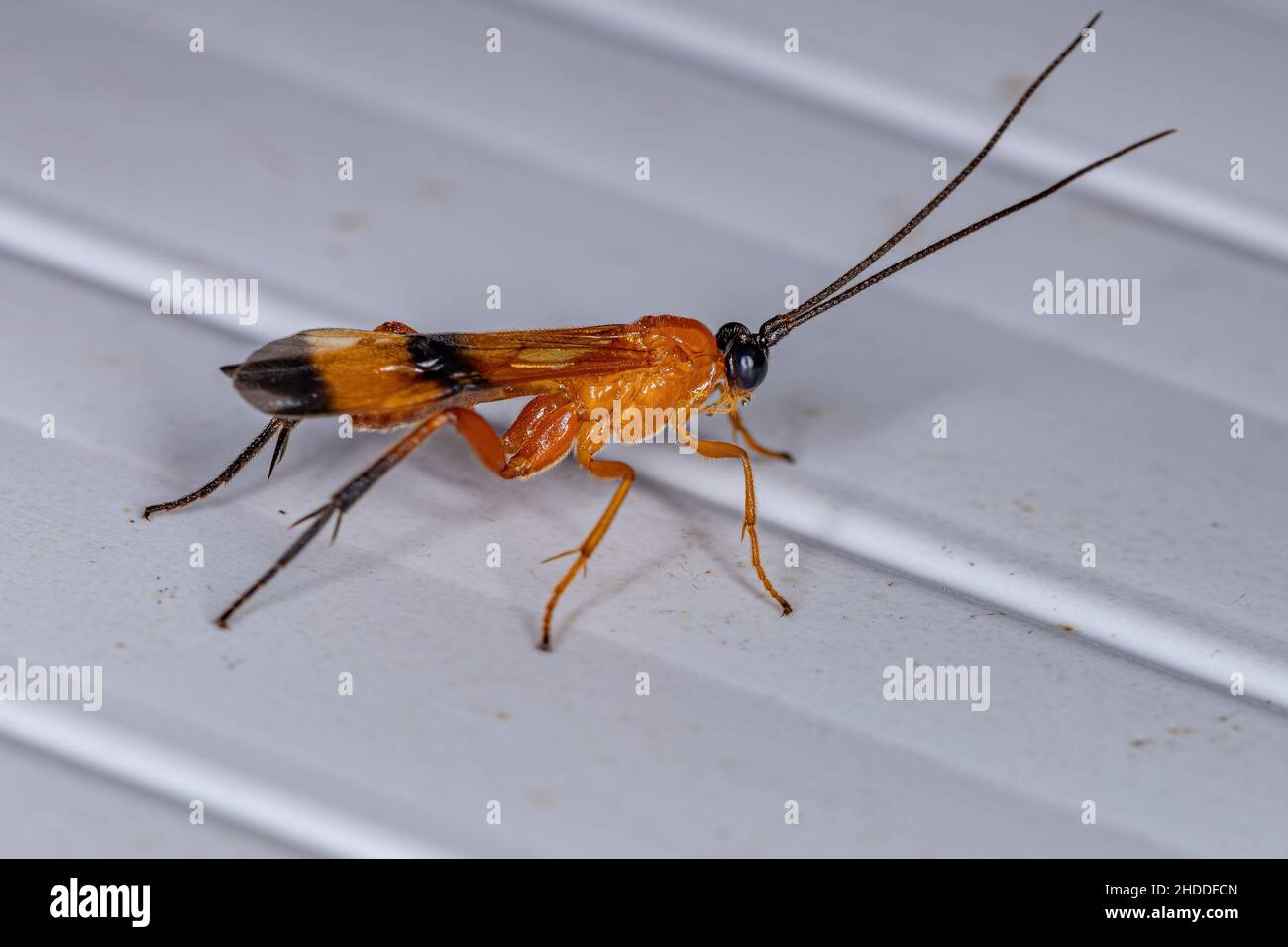 Adult Ichneumonid Wasp of the Superfamily Ichneumonoidea Stock Photo ...