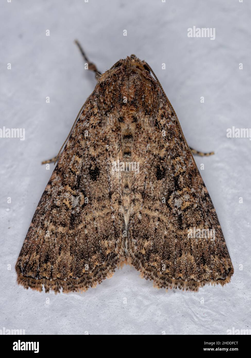 Adult brown moth of the Genus Condica Stock Photo - Alamy