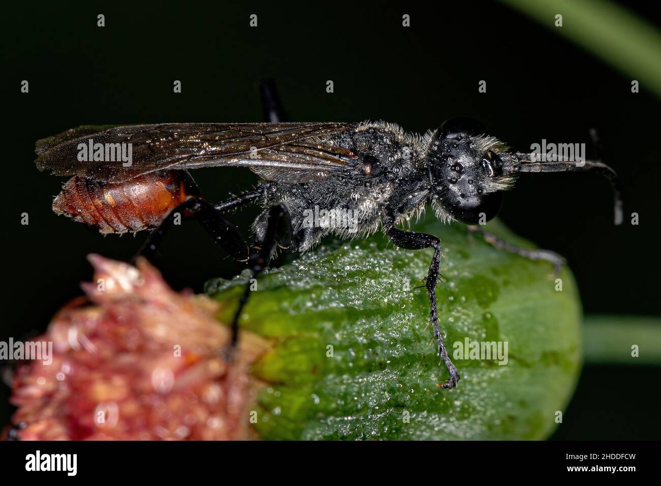 Adult Thread-waisted Wasp of the Genus Prionyx Stock Photo - Alamy