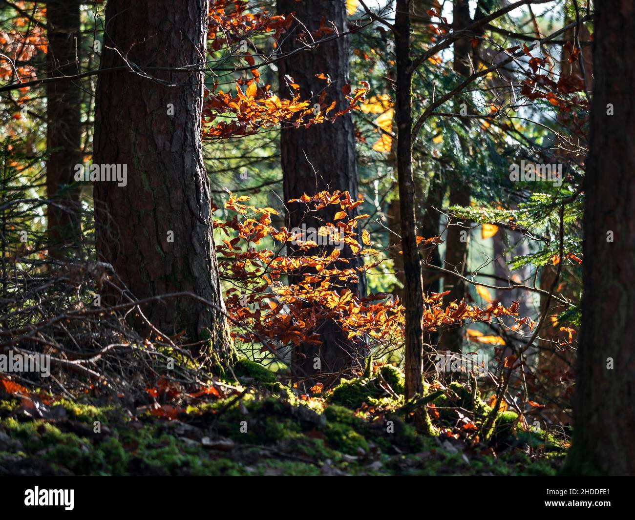 Bright autumn colors in the Vosges mountains. Alsace. The multicolored ...