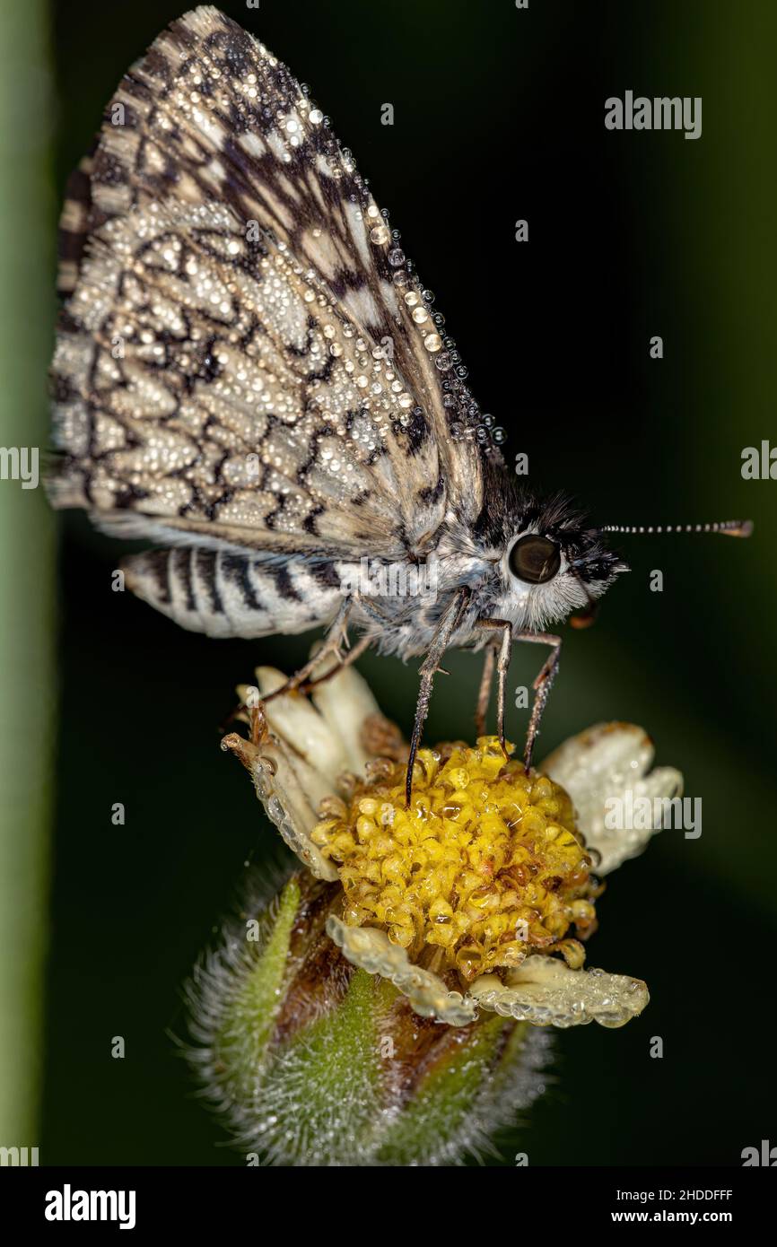 Adult Orcus Checkered-Skipper Moth Insect of the species Burnsius orcus ...