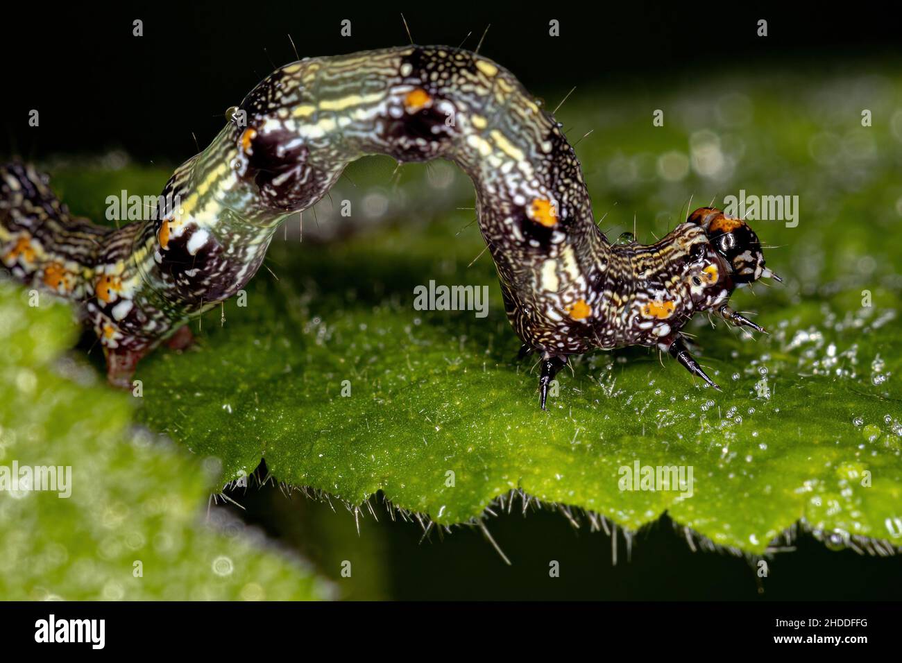 small Butterfly larva of the Order Lepidoptera Stock Photo - Alamy
