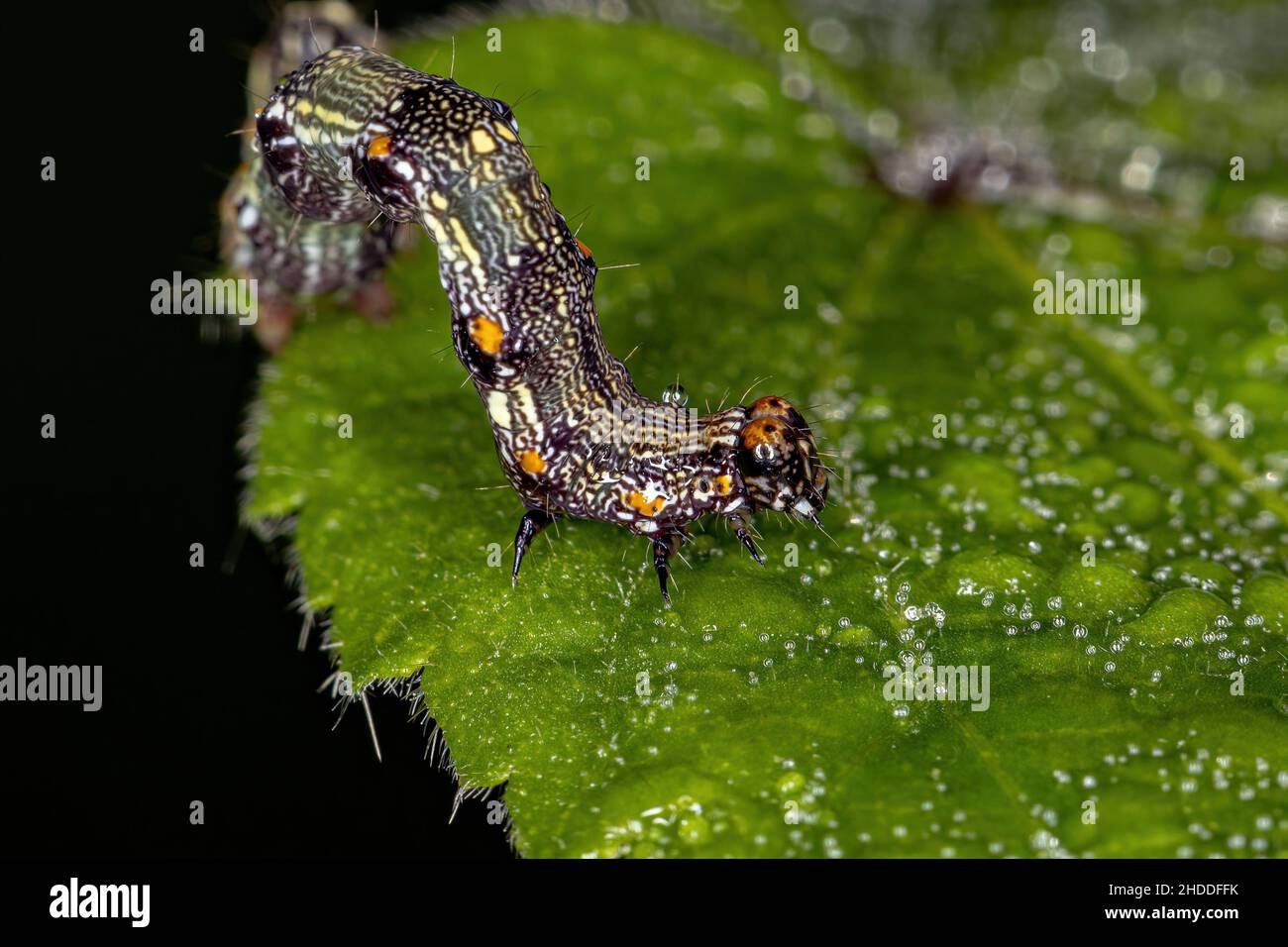 small Butterfly larva of the Order Lepidoptera Stock Photo - Alamy
