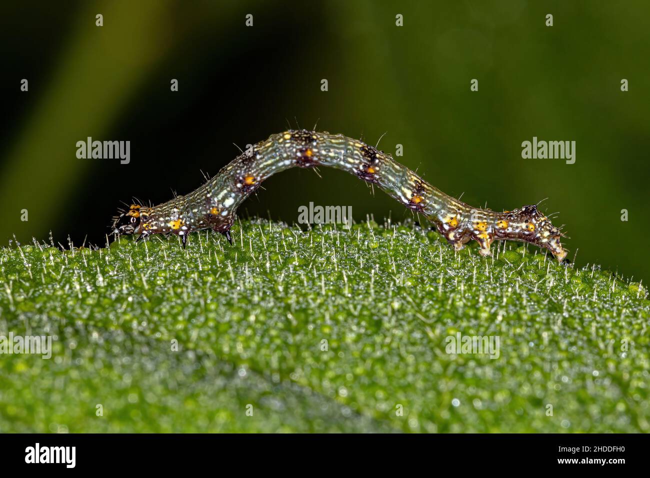 Butterfly caterpillar larva order hi-res stock photography and images ...