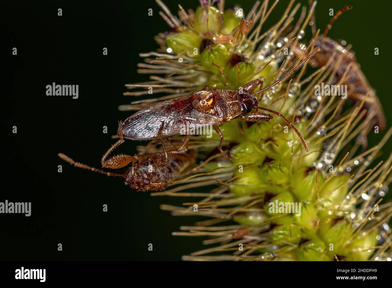 Adult Pentatomomorph Bug of the Infraorder Pentatomomorpha Stock Photo ...