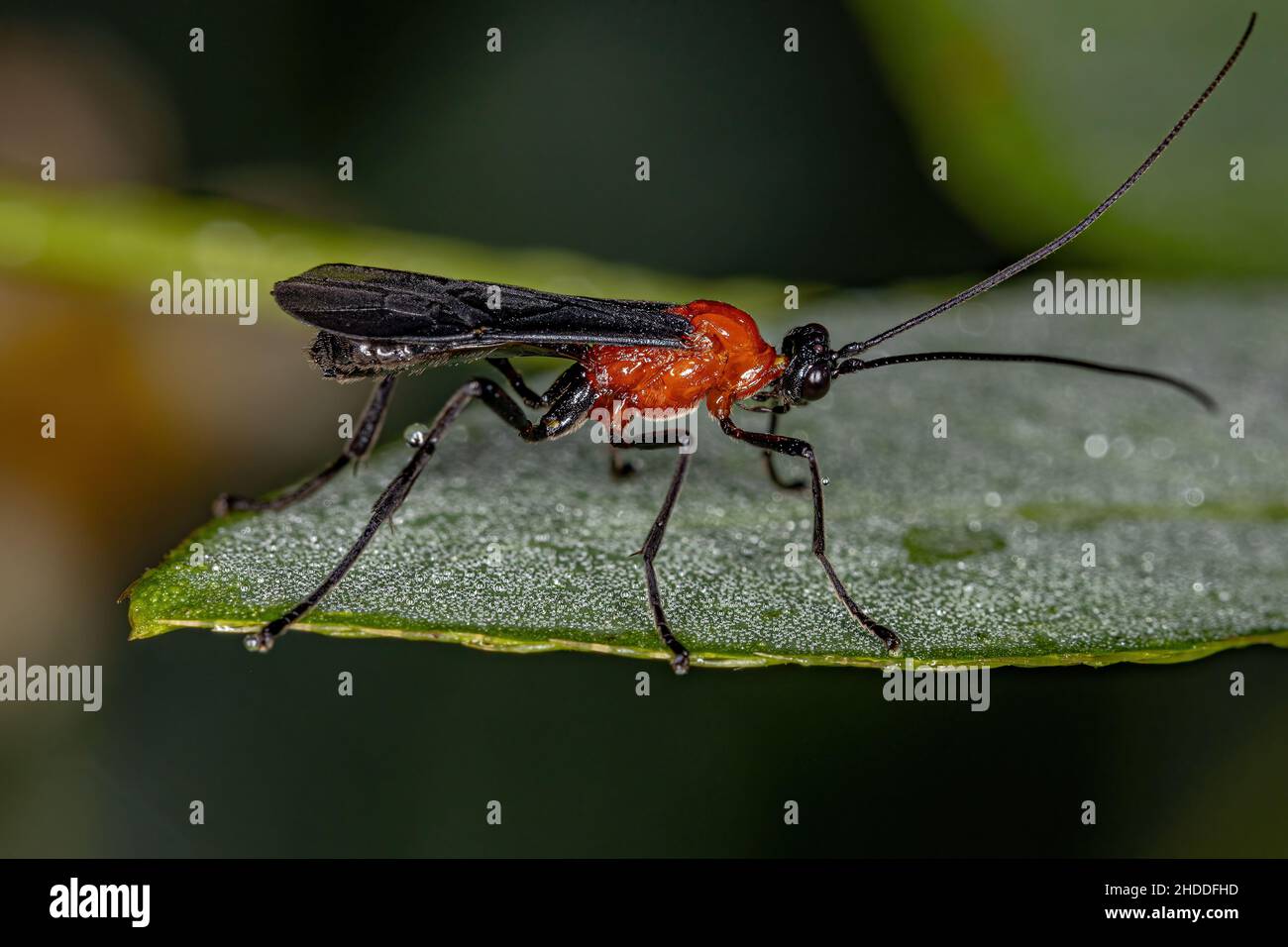 Adult Ichneumonid Wasp of the Superfamily Ichneumonoidea Stock Photo ...