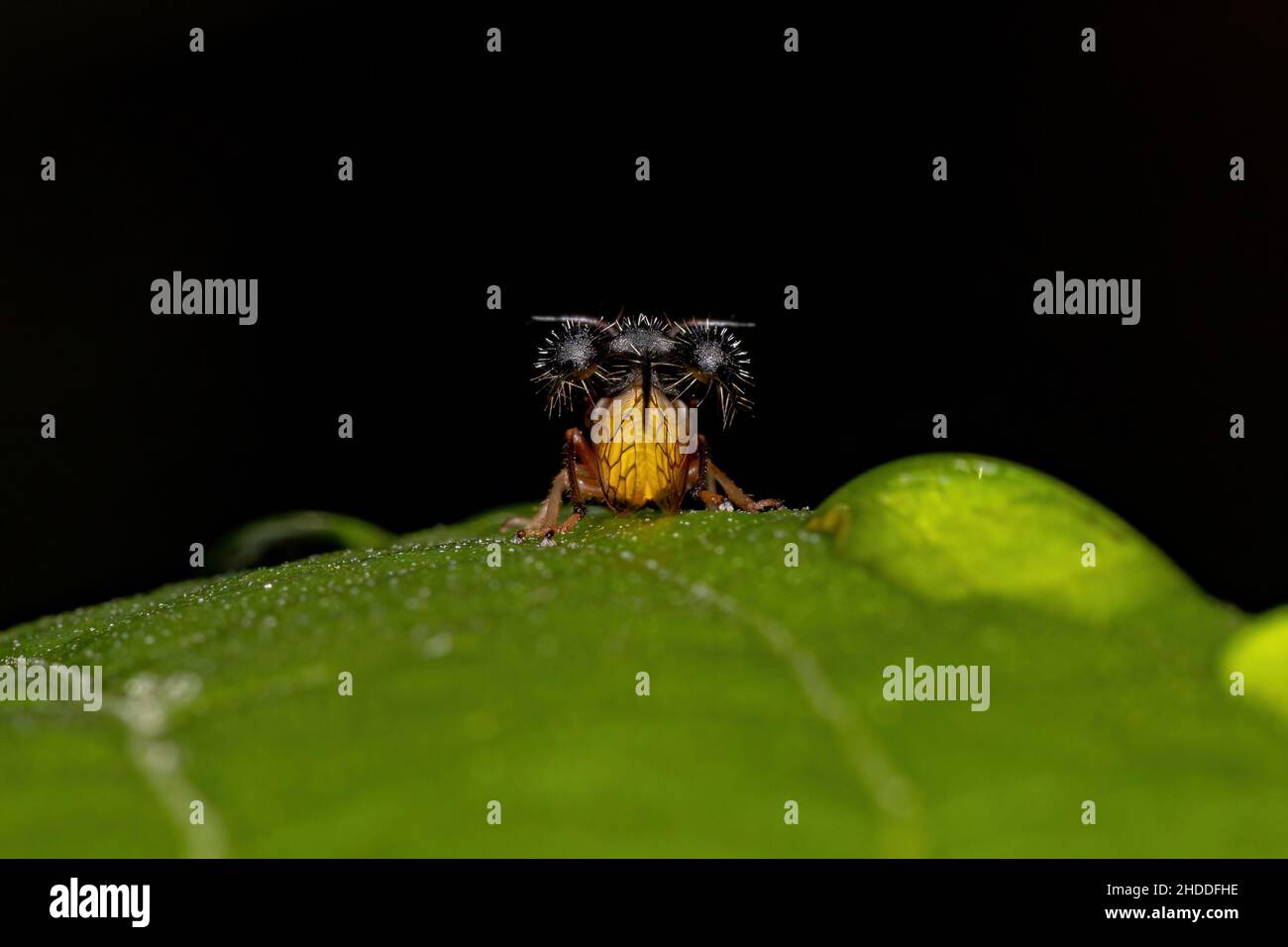 Adult Ant-mimicking Treehopper of the species Cyphonia clavigera Stock ...