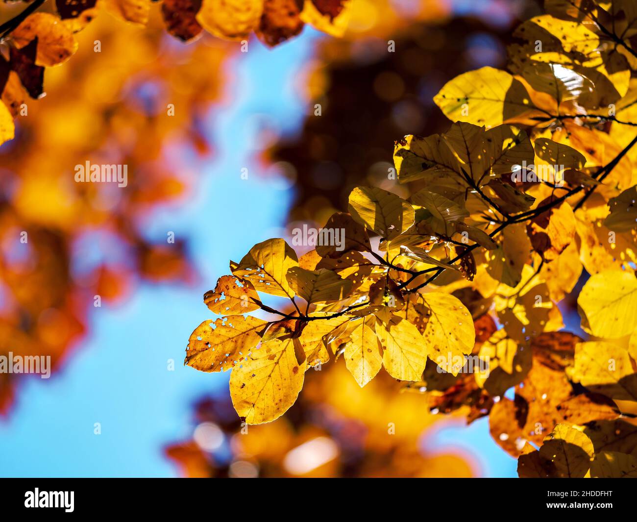 Bright autumn colors in the Vosges mountains. Alsace. The multicolored ...
