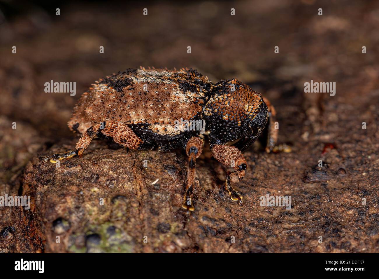 Adult True Weevil of the Family Curculionidae Stock Photo - Alamy