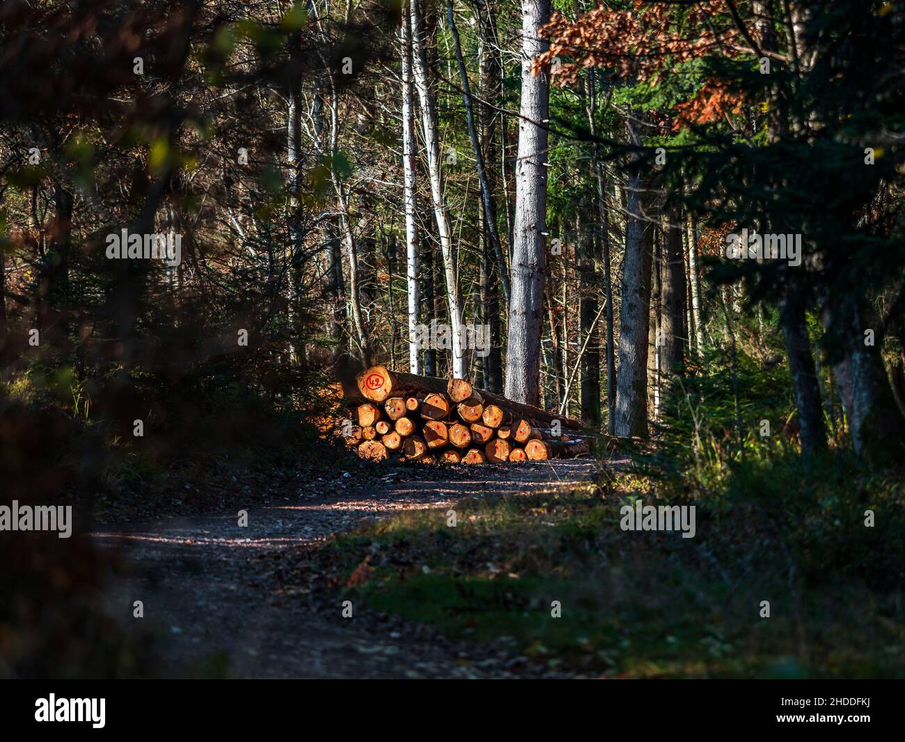 Bright autumn colors in the Vosges mountains. Alsace. The multicolored ...