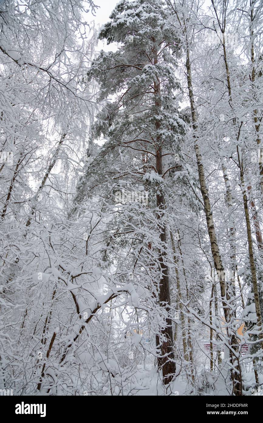 Large fir trees in a snowy forest. White fluffy snow on the branches of trees Stock Photo - Alamy