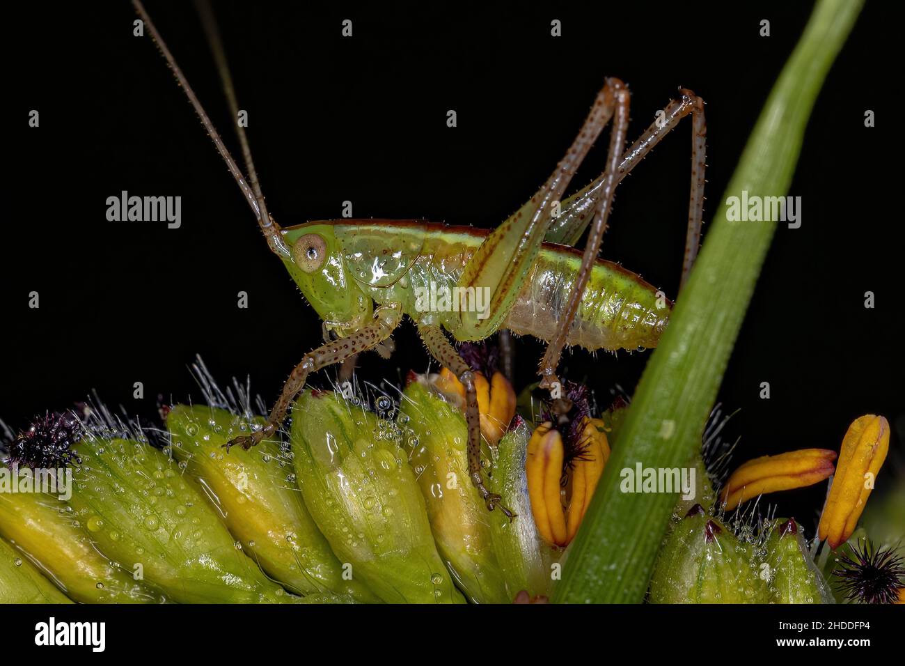 Lesser Meadow Katydid Nymph of the Genus Conocephalus Stock Photo - Alamy