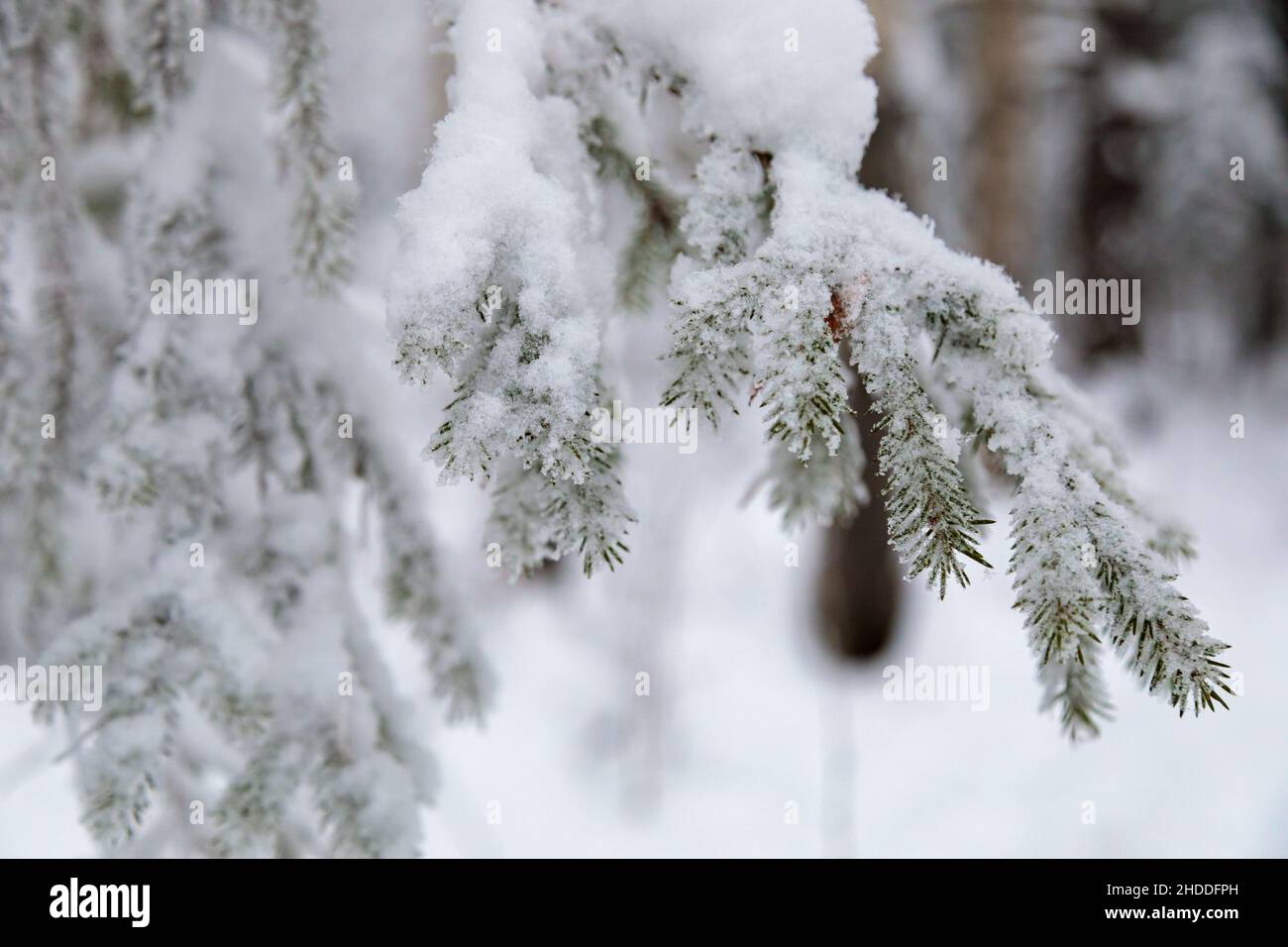 Large fir trees in a snowy forest. White fluffy snow on the branches of trees Stock Photo - Alamy