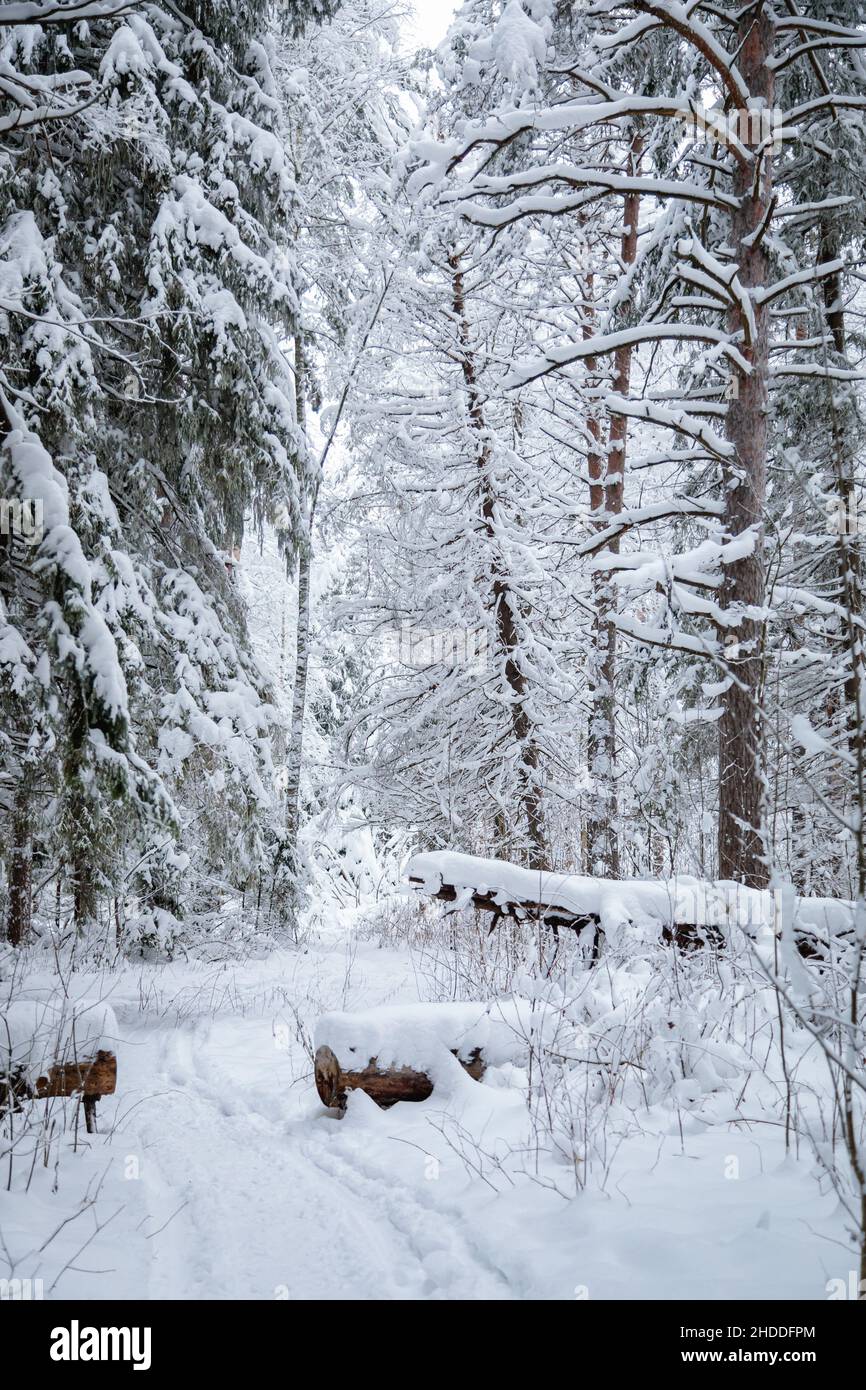 Large fir trees in a snowy forest. White fluffy snow on the branches of ...