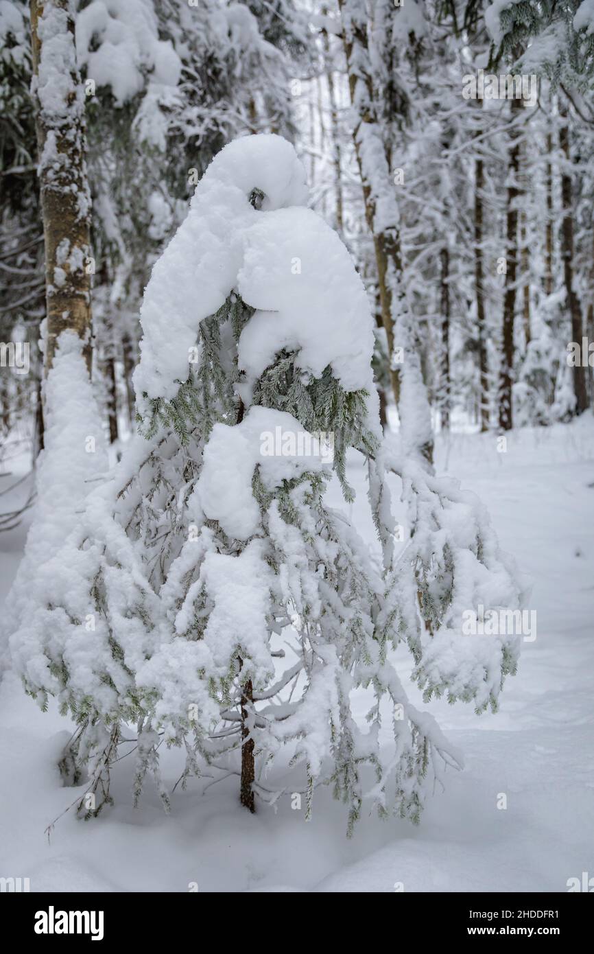 Large fir trees in a snowy forest. White fluffy snow on the branches of trees Stock Photo - Alamy