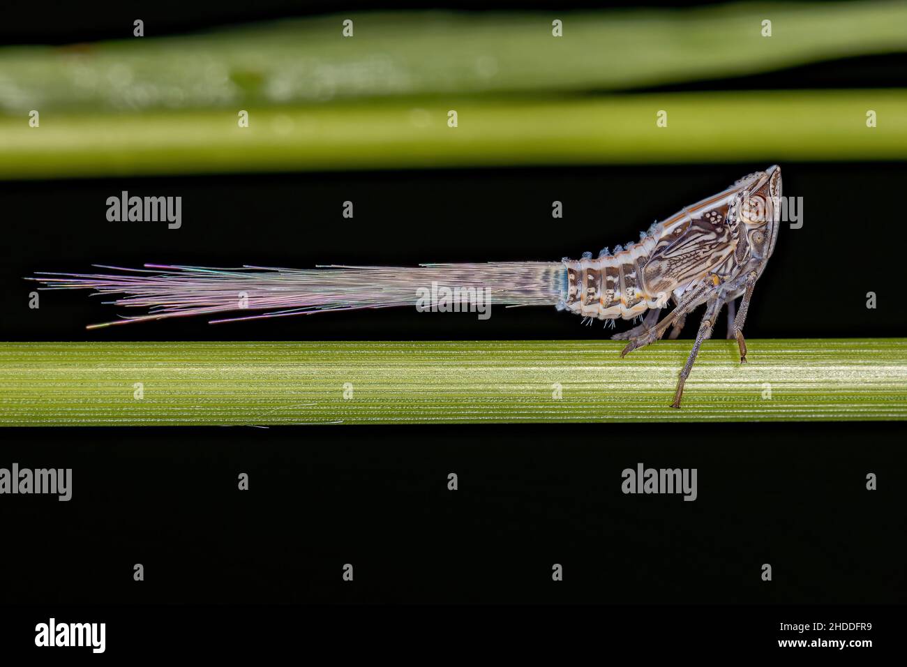 Adult Green Planthopper Insect of the Superfamily Fulgoroidea Stock ...