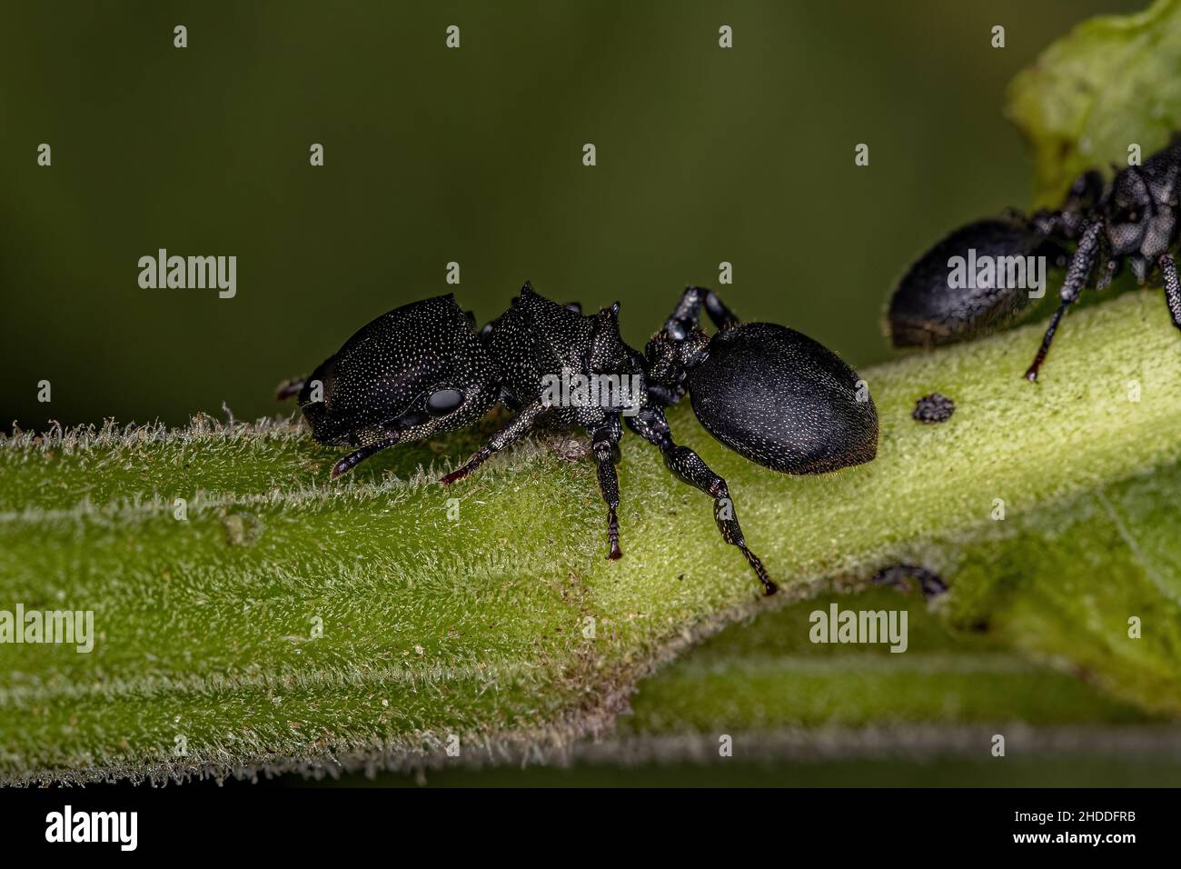 Cephalotes turtle hi-res stock photography and images - Alamy