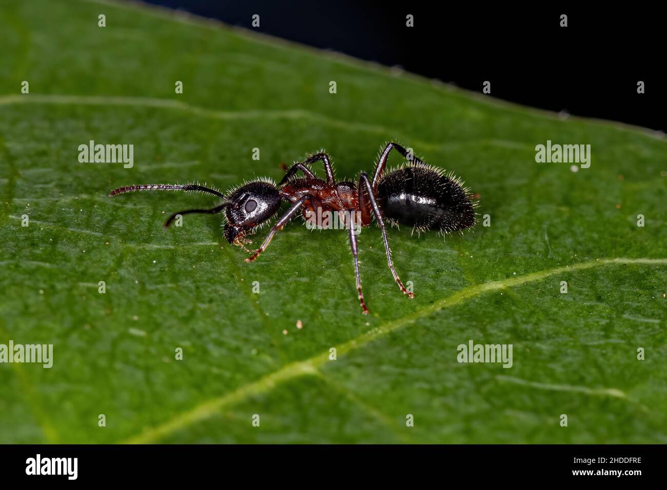 Adult Odorous Ant of the genus Dolichoderus Stock Photo - Alamy