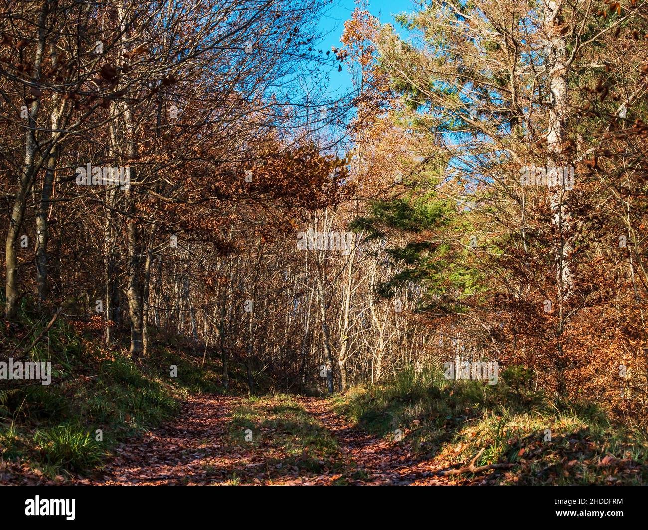 Bright autumn colors in the Vosges mountains. Alsace. The multicolored ...