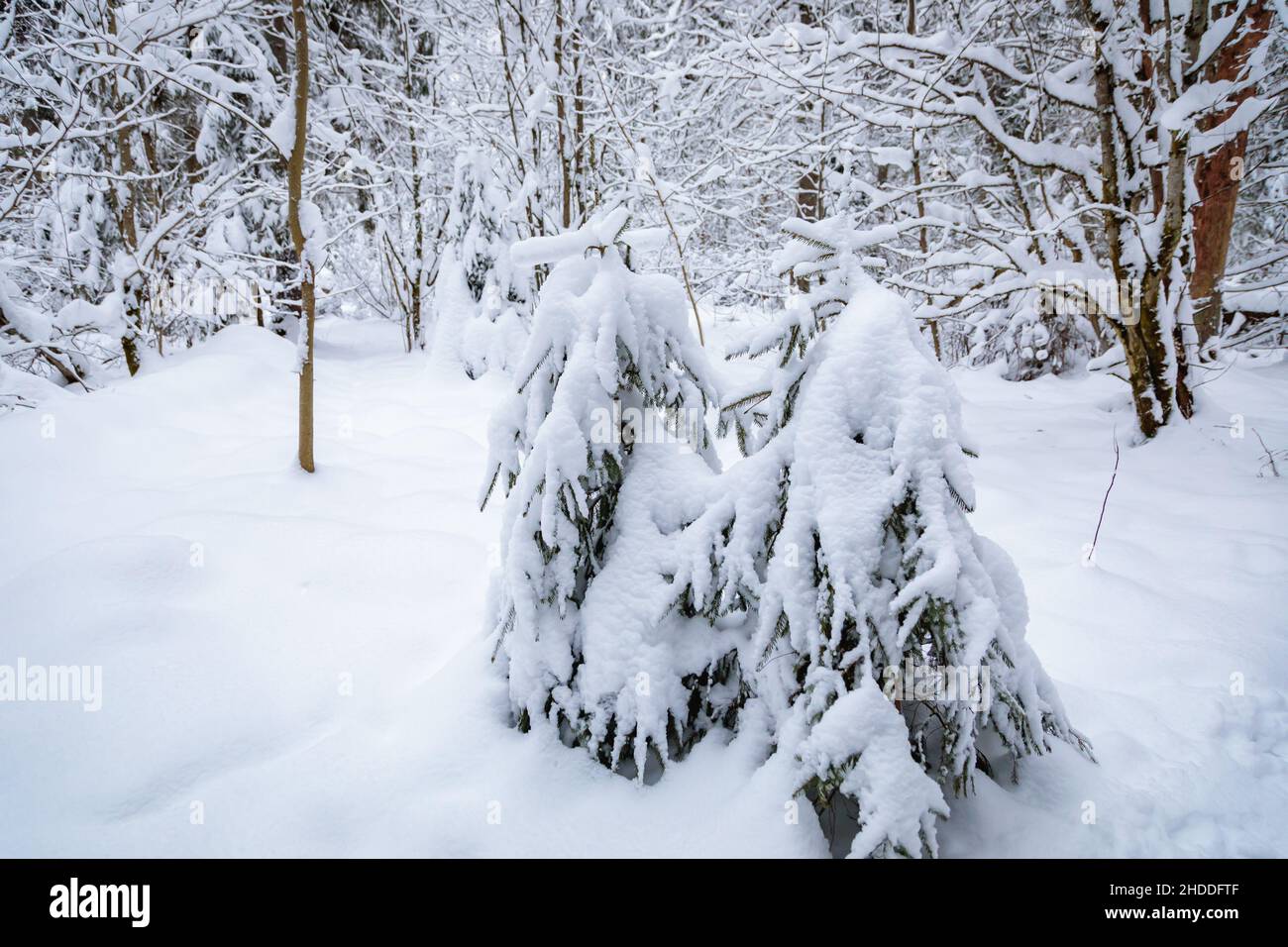 Large fir trees in a snowy forest. White fluffy snow on the branches of ...